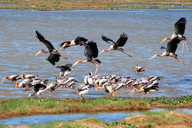 Kumana National Park Full Day Safari from Arugam Bay - The Journey Begins: An In-Depth Look at the Itinerary