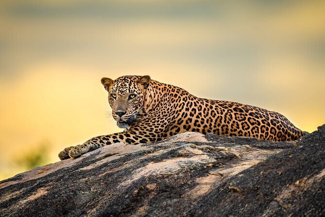 Kumana National Park Half Day Jeep Safari - Practical Details: What You Need to Know