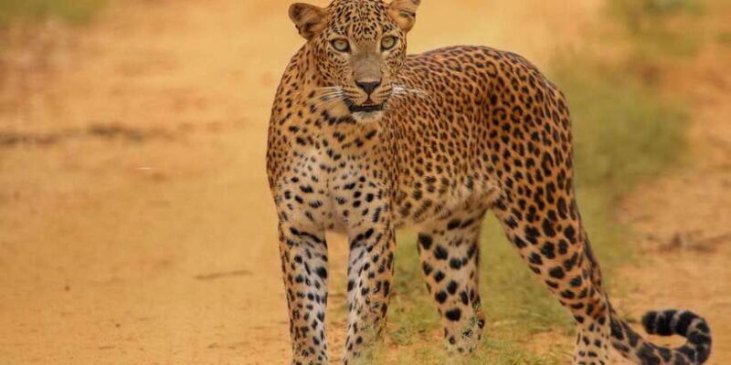 Kumana National Park Half day Jeep safari Morning/Afternoon - What Makes Kumana National Park Special?