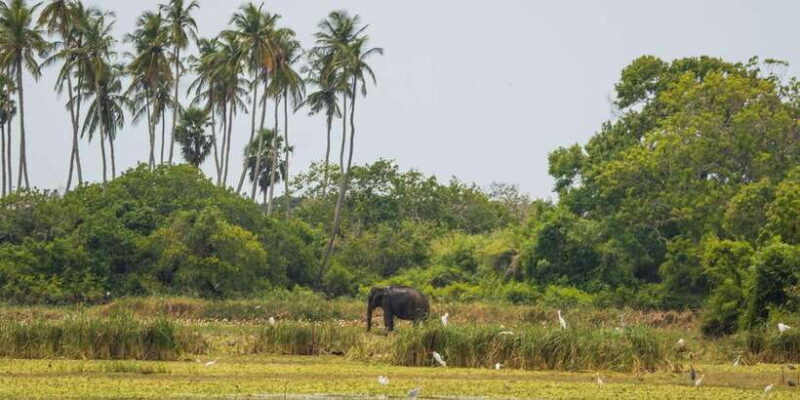 Kumana National Park Half day Jeep safari Morning/Afternoon - The Value of the Experience: Is It Worth It?