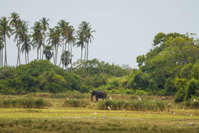 Kumana National Park Half day Jeep safari Morning/Afternoon - Who Will Love This Safari?