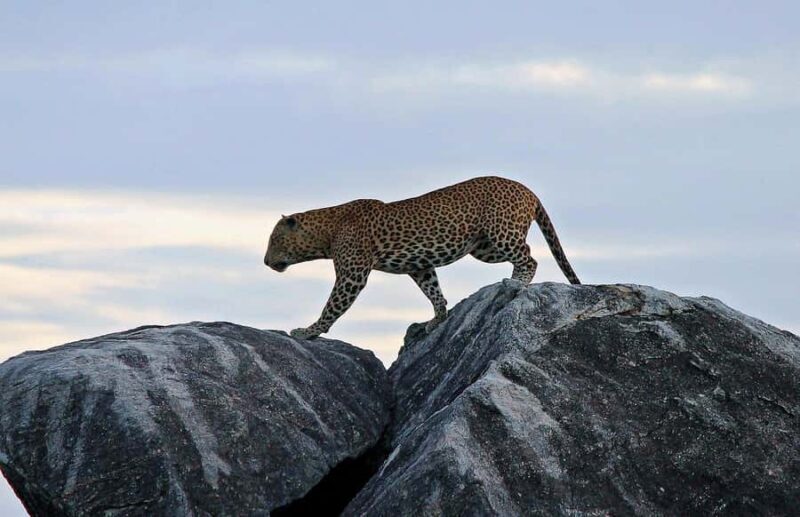 Kumana National Park Half or Full-Day Safari - Key Points