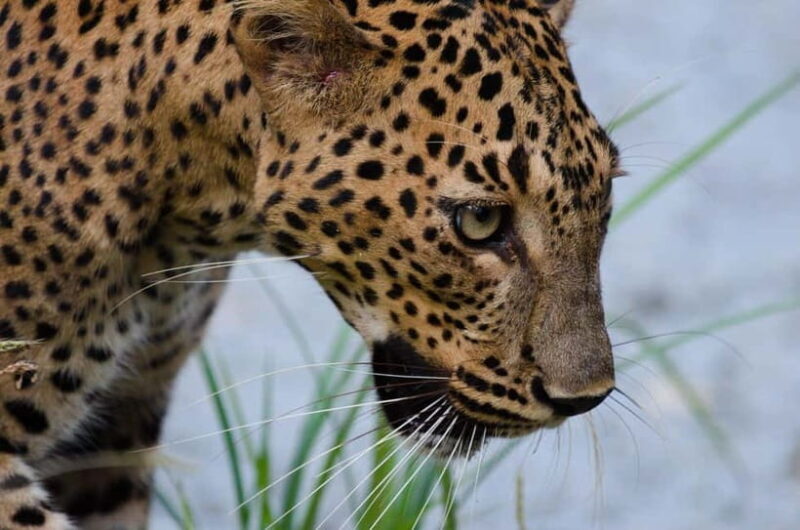 Kumana National Park Leopard Safari PRIVATE Tour - Who Should Consider This Safari?