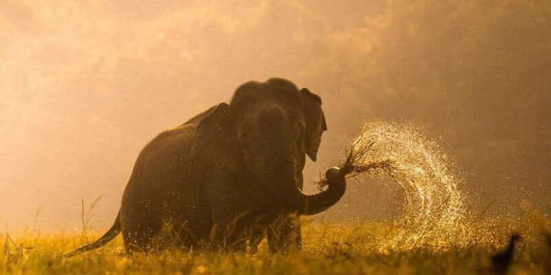 Kumana National Park: Morning or Afternoon Leopard Safari - The Sum Up: Who Should Consider This Tour?