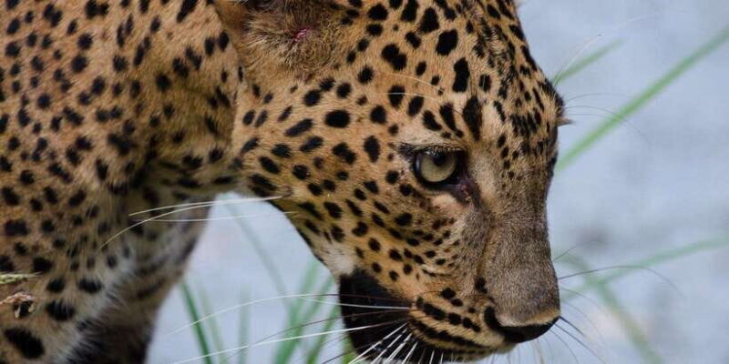 Kumana National Park: Morning or Afternoon Leopard Safari - FAQ: Your Practical Questions Answered