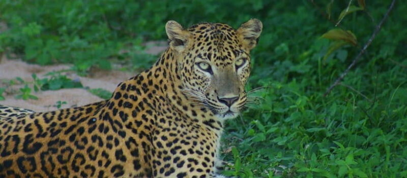 Kumana National Park : Morning or Afternoon Safari Tour - The Sum Up: Who Is This Tour Best For?