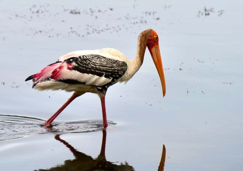 Kumana National Park: Private Birdwatching Safari Tour - Key Points
