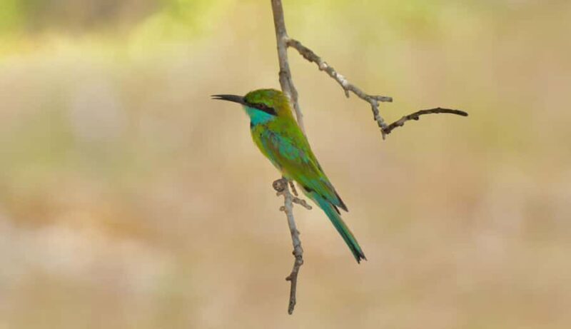 Kumana National Park: Private Birdwatching Safari Tour - Who Will Love This Tour?