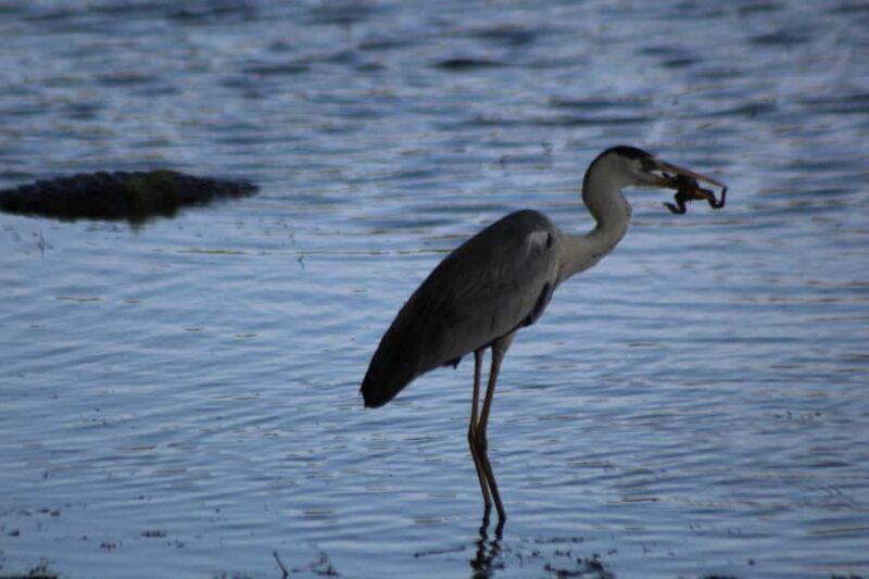 Kumana National Park: Private Birdwatching Safari Tour - Final Thoughts