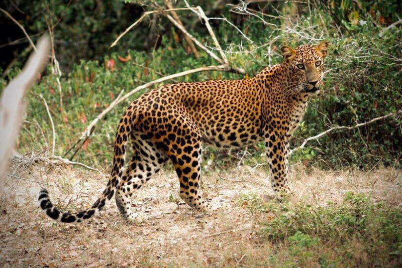 Kumana National Park : Private Half-Day Jeep Safari - Comfort, Safety, and Practical Considerations