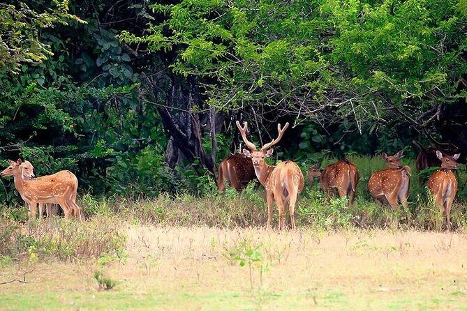 Kumana National Park Private Safari - Key Points