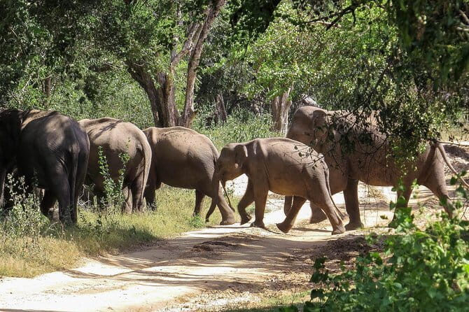 Kumana National Park Private Safari - Key Points