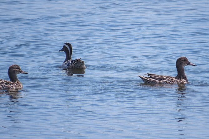 Kumana National Park Private Safari - Authentic Experiences and Traveller Feedback