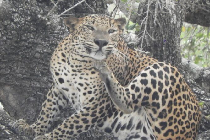 Kumana National Park Safari | from Arugam Bay - Frequently Asked Questions