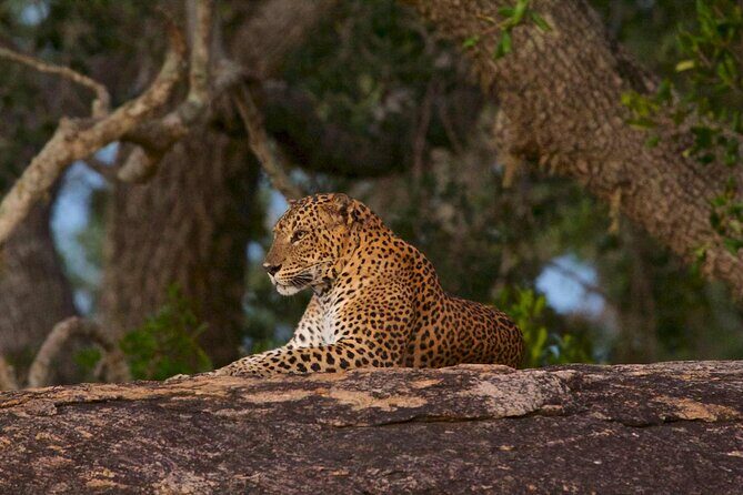 Kumana Safari Drive from Arugam Bay - Key Points