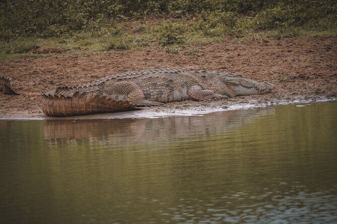 Kumana Safari Drive from Arugam Bay - Introduction: Why Choose the Kumana Safari Drive?