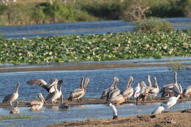 Kumana Safari Drive from Arugam Bay - Who Should Consider This Tour?
