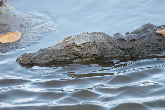 Kumana Safari Drive from Arugam Bay - The Sum Up: Is This Tour Right for You?