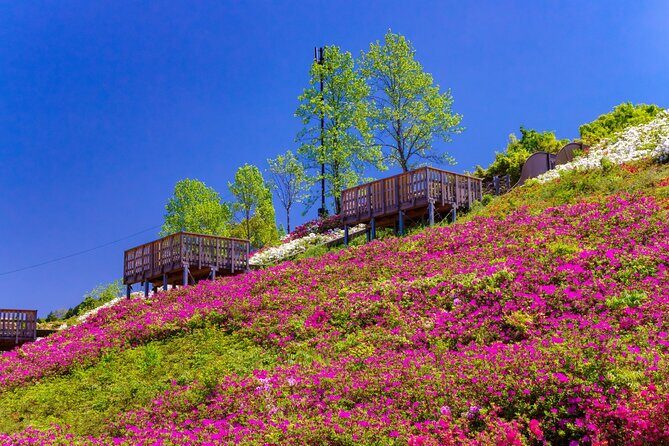 Kumano Kodo Kii-ji Walking Tour from Hoshiya Station - The Sum Up: Who Is This Tour Best For?