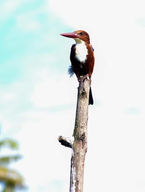 Kumarakom: Sunrise Cruise With Village Life and Local Food - An In-Depth Look at the Kumarakom Sunrise Canoe Cruise
