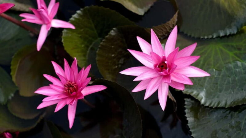 Kumarakom: Sunset Cruise with Village Life and Local Food - An Honest Look at What This Tour Offers