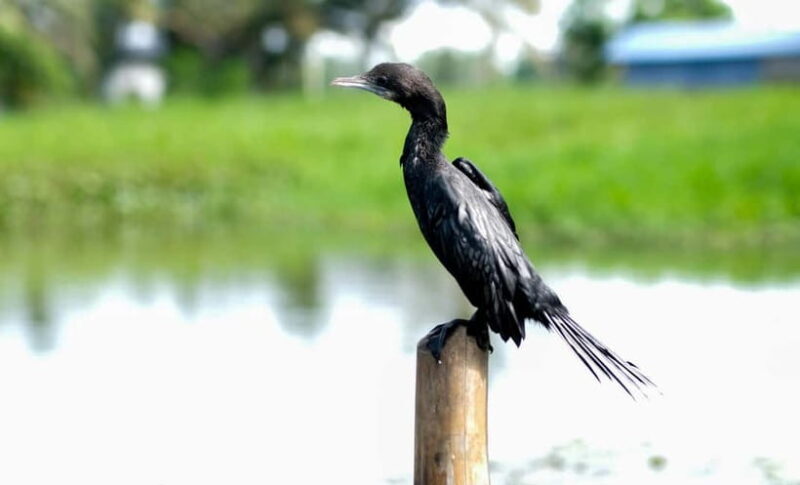 Kumarakom: Sunset Cruise with Village Life and Local Food - The Sum Up