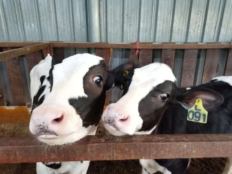 Kundasang : ATV Ride, Dairy Farm Visit & Meal Shared Tour - A Well-Structured Day in the Sabah Highlands