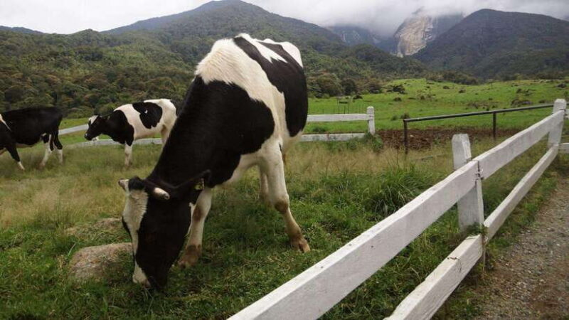 Kundasang: Day Tour with Desa Dairy Farm and Alpaca Club - Who Should Consider This Tour?
