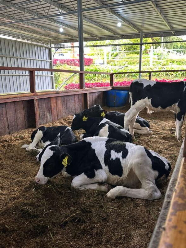 Kundasang Day Trip - Key Points