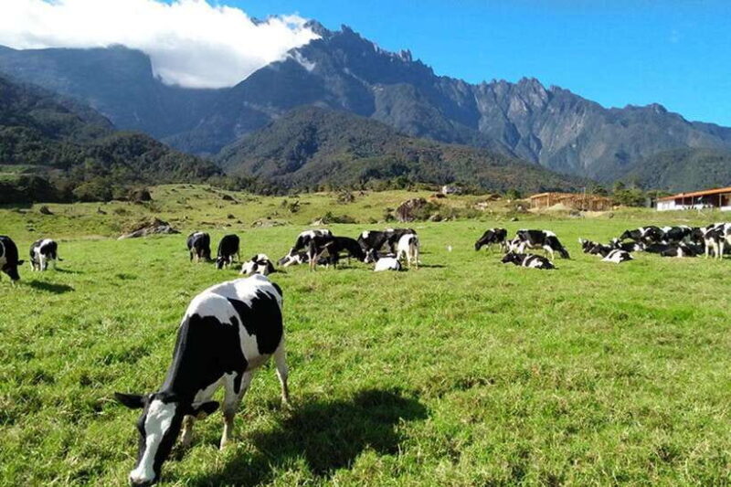 Kundasang Day Trip - What Makes This Tour Stand Out?
