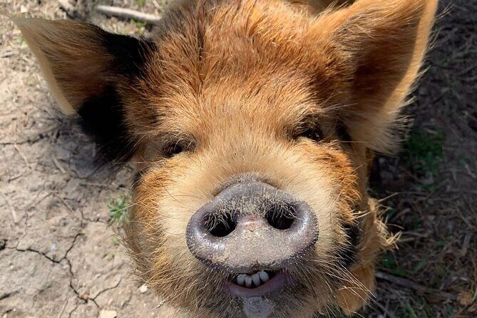 KuneKune Pig Farm Tour - A Closer Look at the KuneKune Pig Farm Tour in Hutto