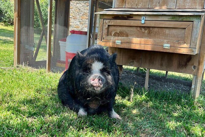 KuneKune Pig Farm Tour - An In-depth Look at the Farm Experience