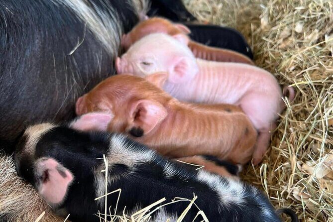KuneKune Pig Farm Tour - Final Thoughts