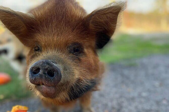 KuneKune Pig Farm Tour - Frequently Asked Questions