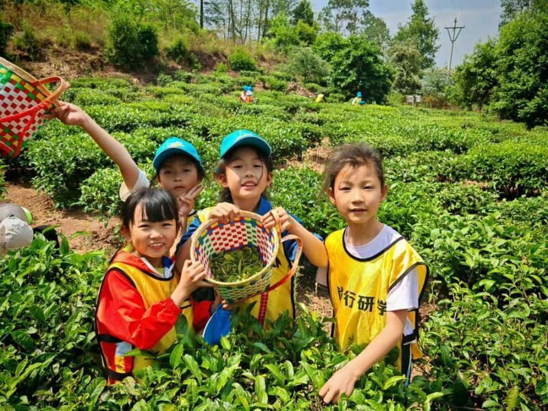 Kunming Private Tea-Making Experience with Hotel Pickup - What to Expect from the Tour