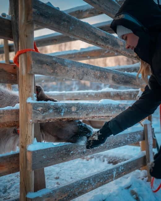 Kuoksa Husky & Reindeer Adventure - Practical Details and Logistics