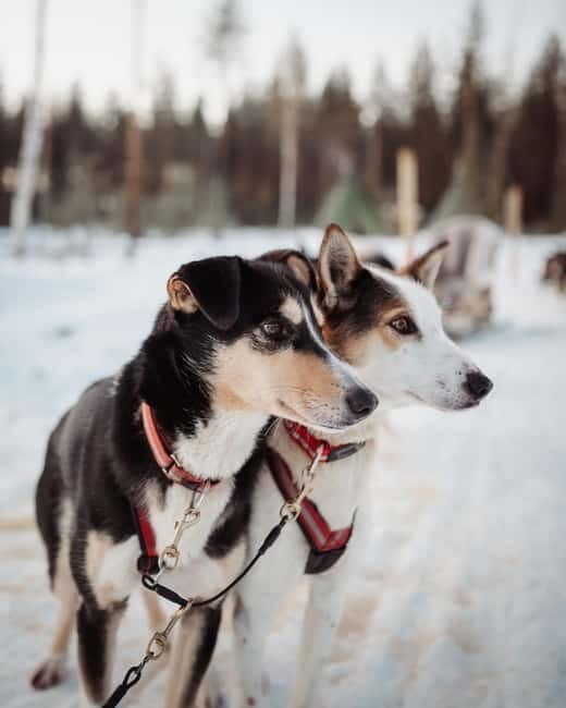 Kuoksa Husky & Reindeer Adventure - Value and Pricing