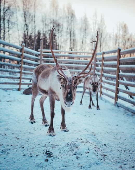 Kuoksa Husky & Reindeer Adventure - Frequently Asked Questions