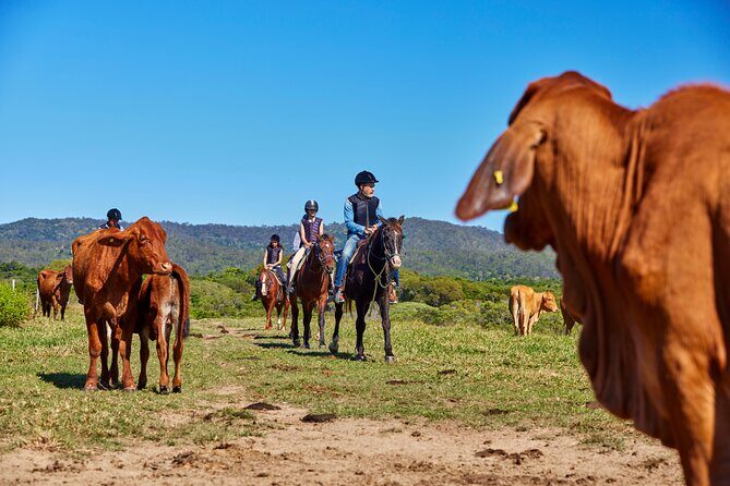 Kuranda 60 minute Horse Trail Ride and Petting Farm - The Sum Up: A Relaxed, Authentic Farm Ride Near Kuranda