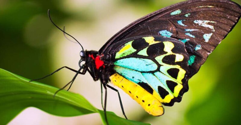 Kuranda: Australian Butterfly Sanctuary - Introduction