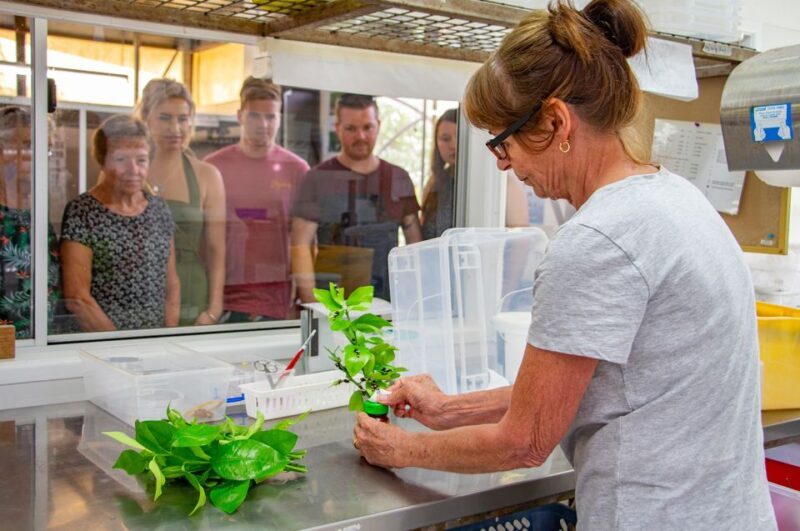 Kuranda: Australian Butterfly Sanctuary - FAQs