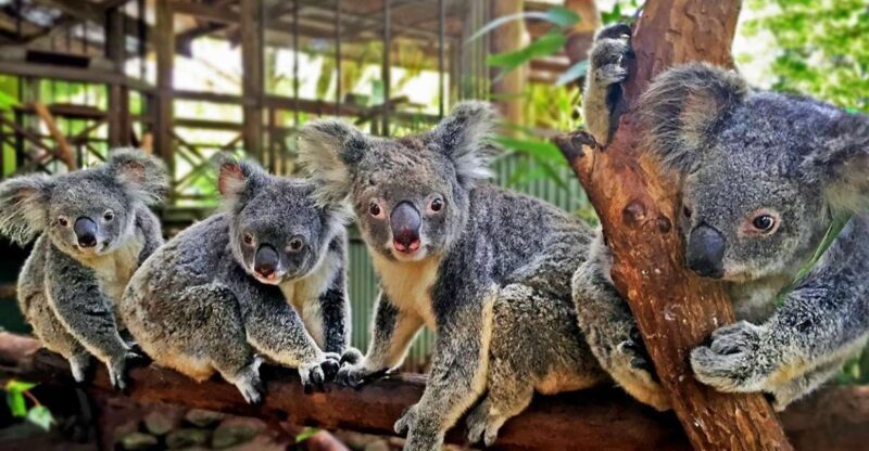 Kuranda, Cairns & Port Douglas Multi-Park Package - A Practical Look at the Kuranda, Cairns & Port Douglas Multi-Park Package