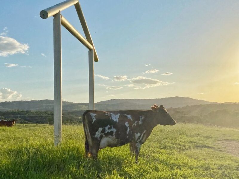 Kuranda Half Day with Petting Zoo & Horse Trail Ride Tour - Introduction: An Authentic Farm and Rainforest Escape Near Cairns
