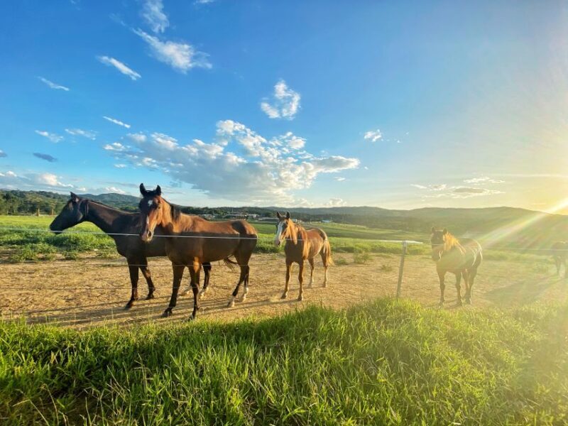 Kuranda Half Day with Petting Zoo & Horse Trail Ride Tour - Authentic and Enjoyable for Different Travelers