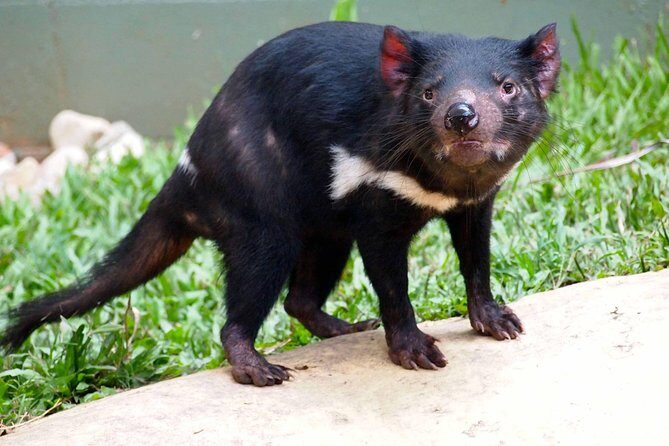 Kuranda Highlights including Rainforestation Aboriginal Culture and Wildlife R1B - Complete Breakdown of the Tour Experience