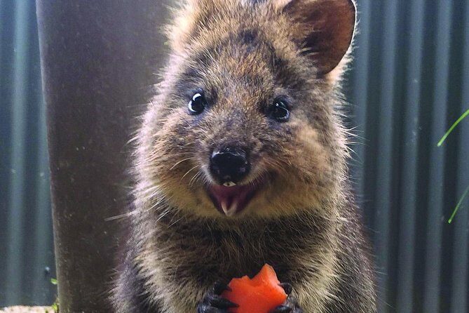 Kuranda Koala Gardens and Birdworld Admission Tickets - The Sum Up: Who Is This Tour Best For?