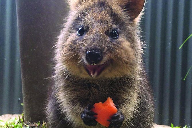 Kuranda Koala Gardens General Entry Ticket - An Honest Breakdown of Your Visit