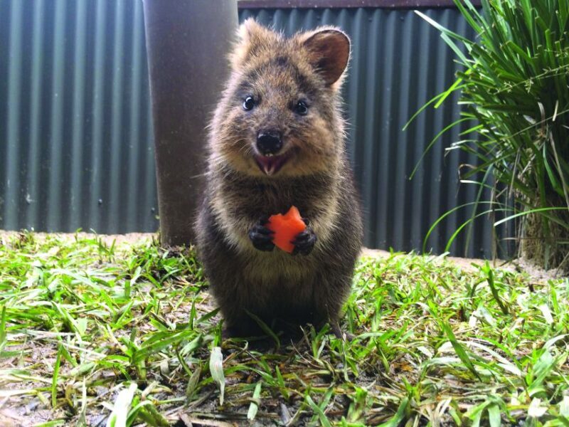 Kuranda Koala Gardens Park Entry - Key Points