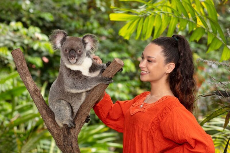 Kuranda Koala Gardens Park Entry - An In-Depth Look at Kuranda Koala Gardens