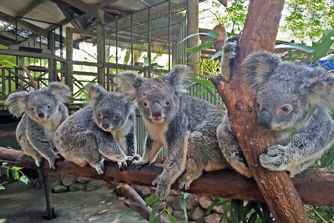 Kuranda Rainforestation & Kuranda Scenic Rail (R1BT) - Who Will Love This Tour?